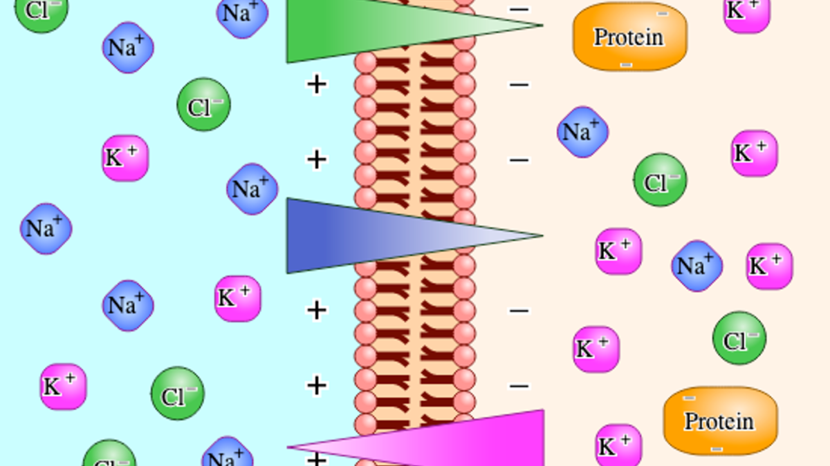 The Importance of Hydration (And 5 Tips to Help You Stay Hydrated ...