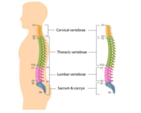 Back pain in gymnastics - Gymnastics Medicine